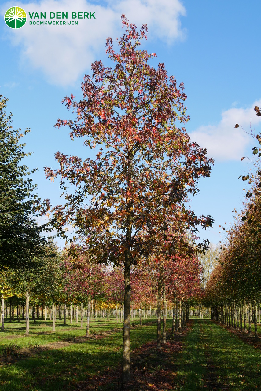 Liquidambar styraciflua 'Worplesdon' | Amberboom (cv) - Van den Berk Boomkwekerijen